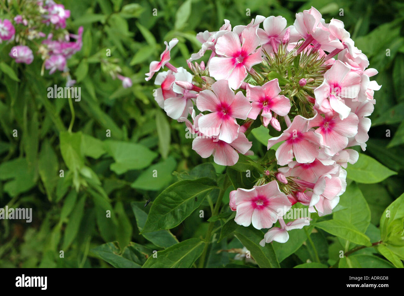 Fall Phlox Phlox paniculata Stock Photo - Alamy
