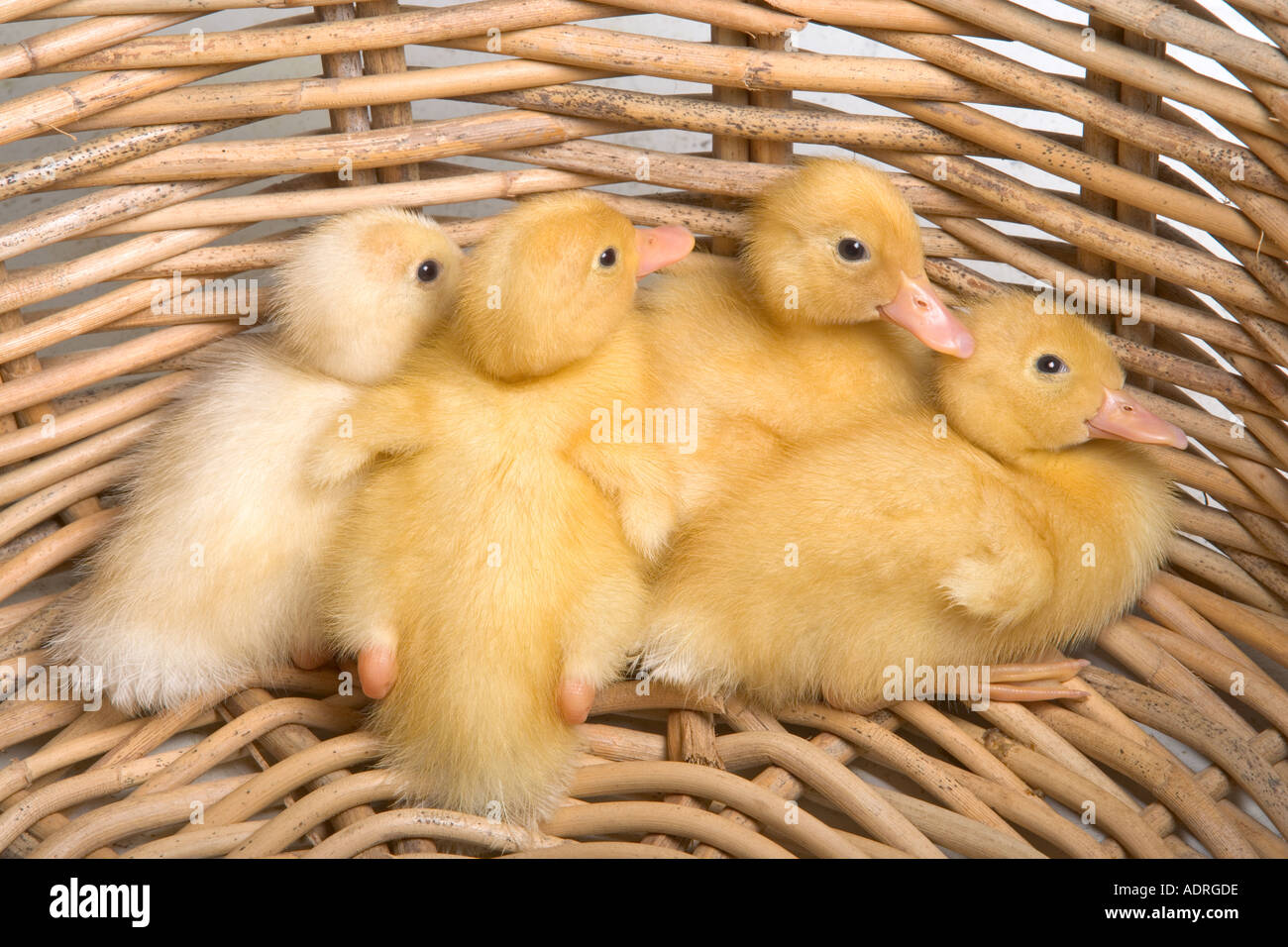 Hatched duck egg hi-res stock photography and images - Alamy