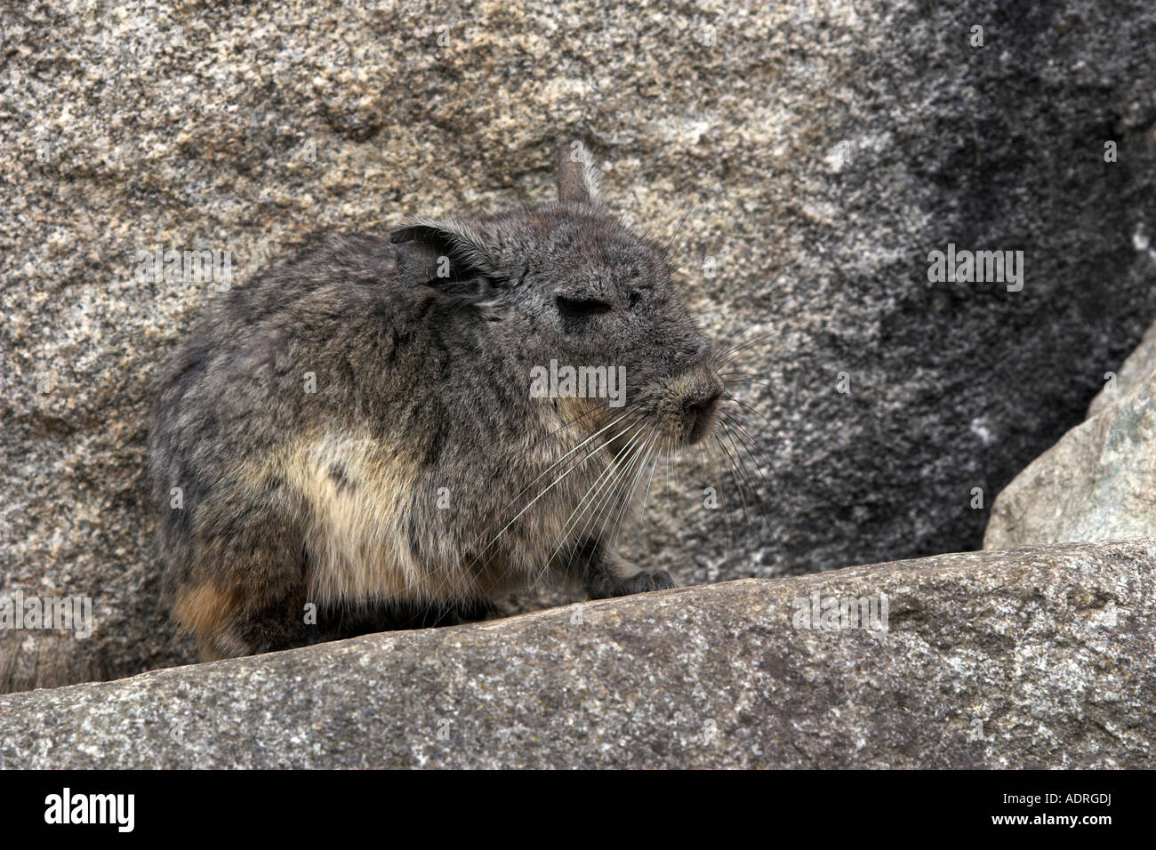 [Northern Viscacha] [Lagidium peruanum], large peruvian rodent ...