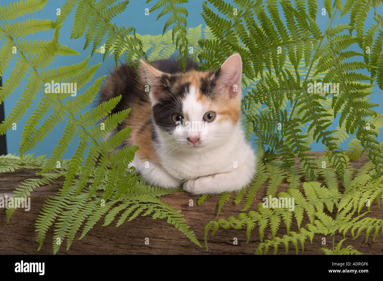Tortoiseshell Kitten portrait Stock Photo - Alamy