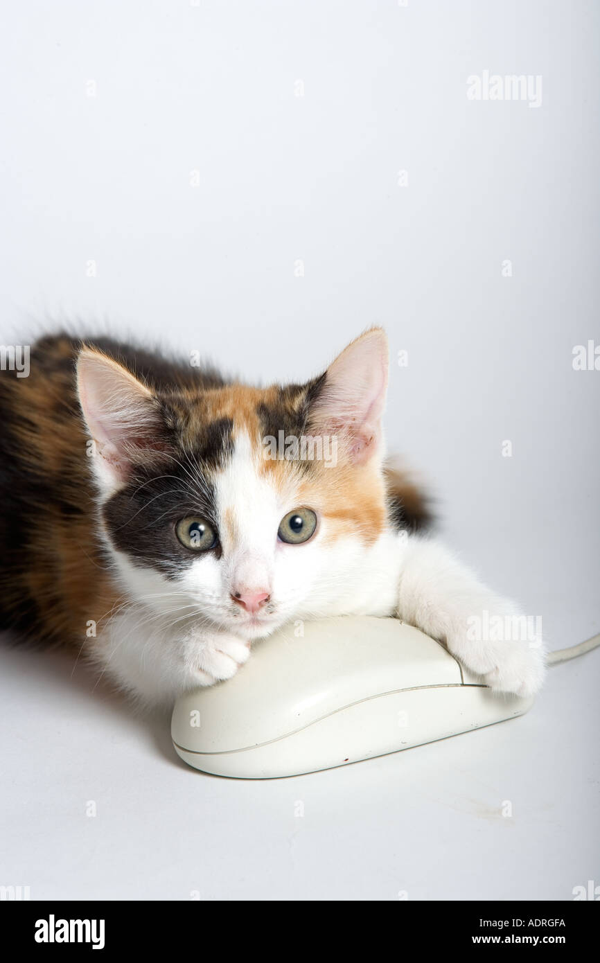 Kitten with Computer Mouse Stock Photo - Alamy