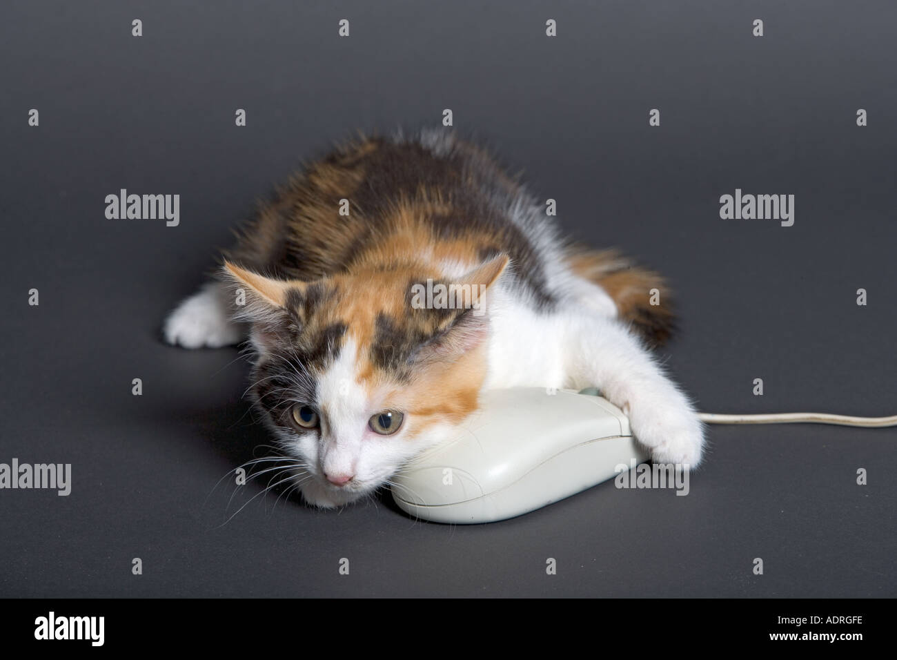 Kitten with Computer Mouse Stock Photo - Alamy