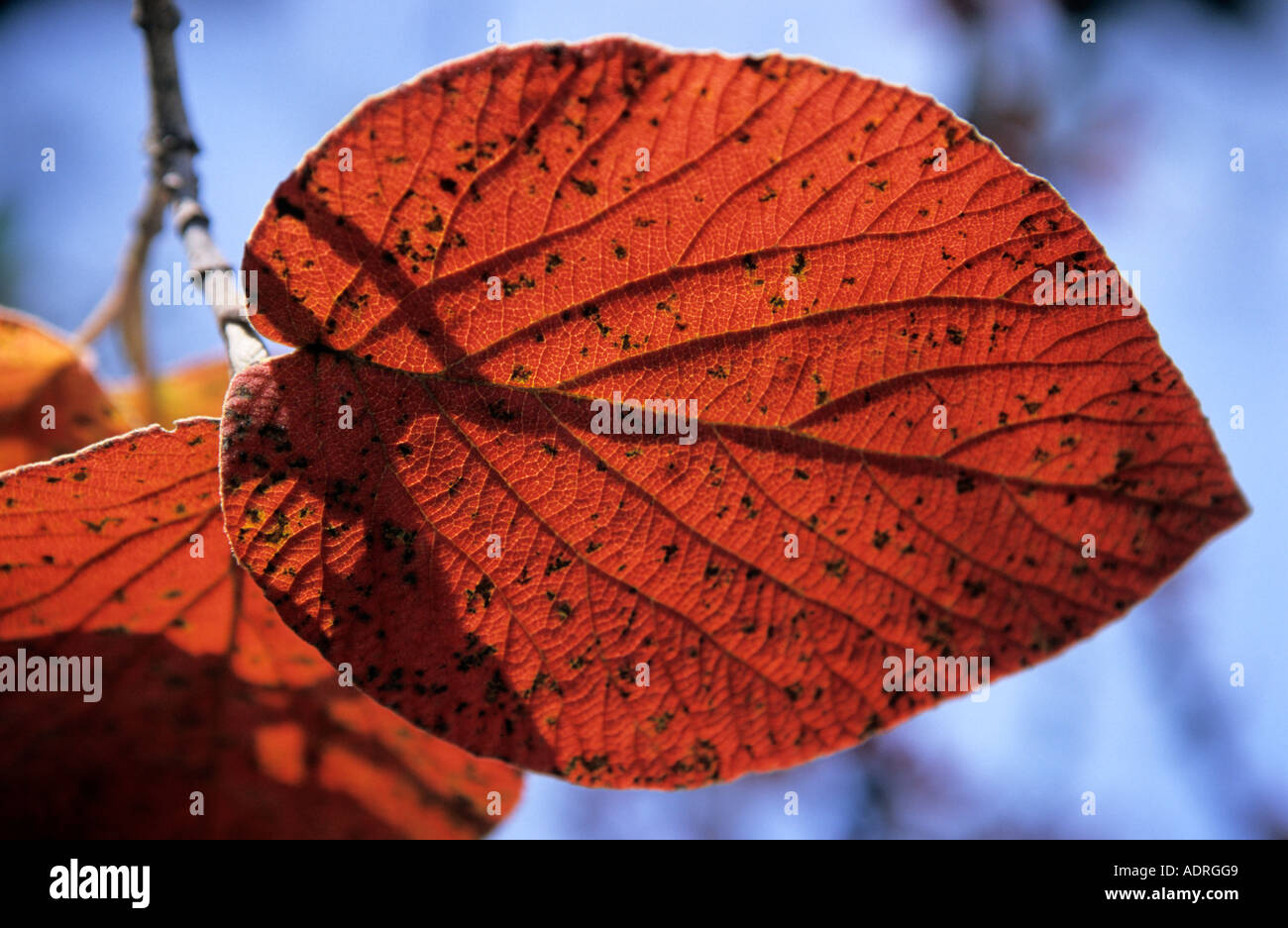 Leaf autumn bush closeup in Annapurna Conservation area Nepal Stock ...