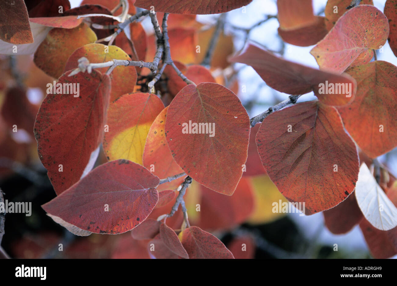 Leaf autumn bush closeup in Annapurna Conservation area Nepal Stock ...