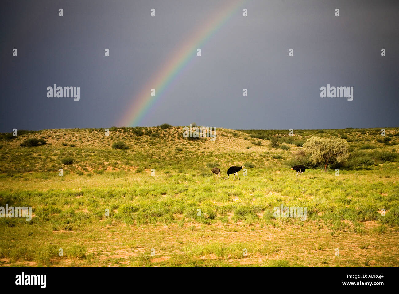 rainbow in the kalahari Stock Photo - Alamy