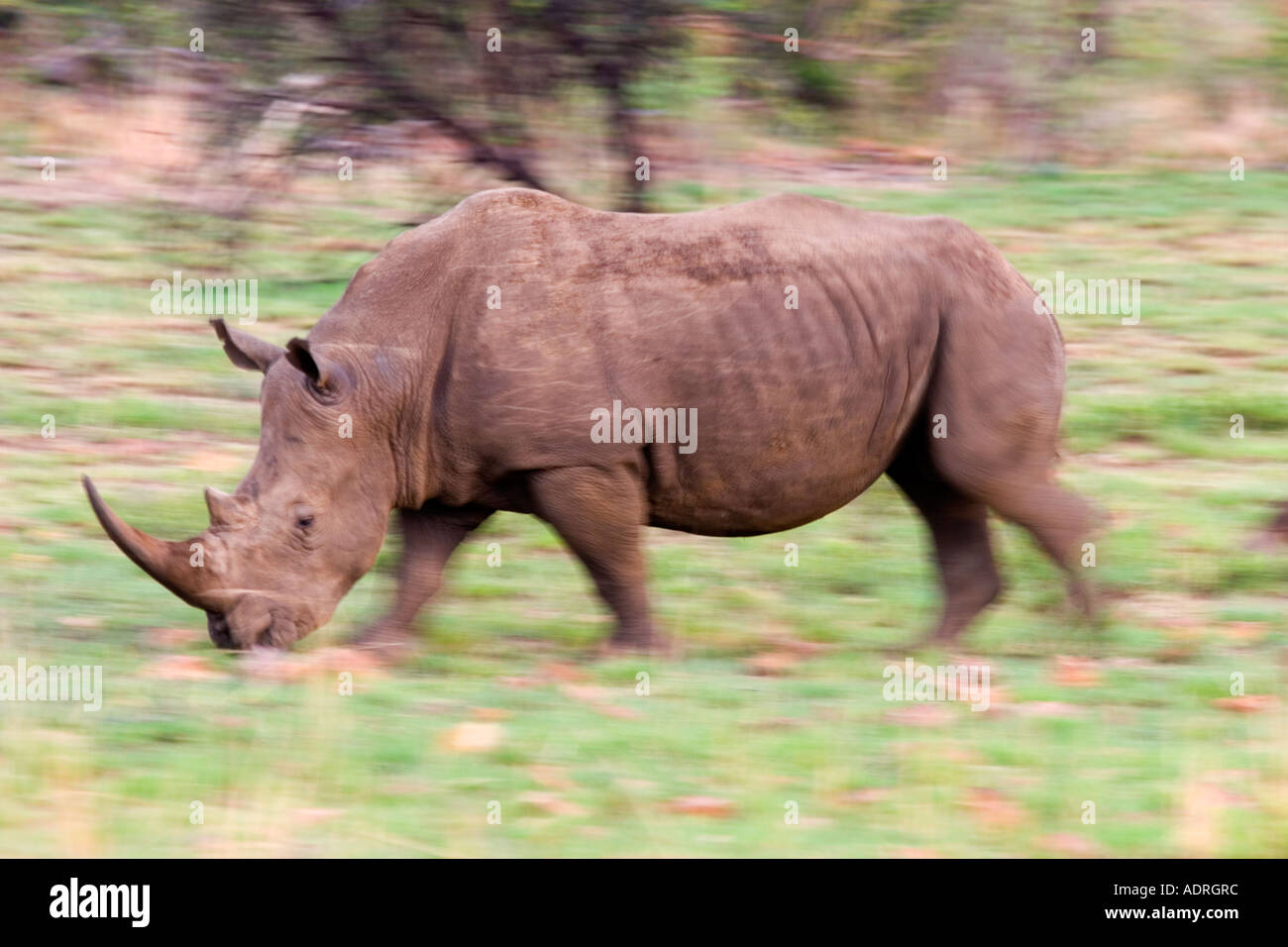 Rhino movement hi-res stock photography and images - Alamy