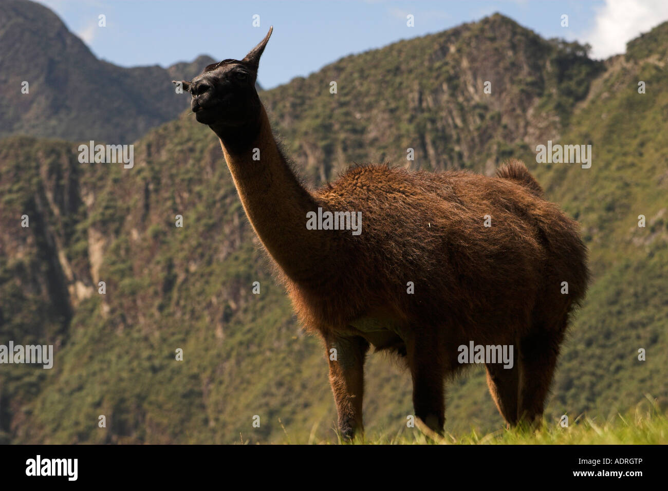 Llama [Lama glama], adult wild animal grazing in mountains, Peru, Andes ...