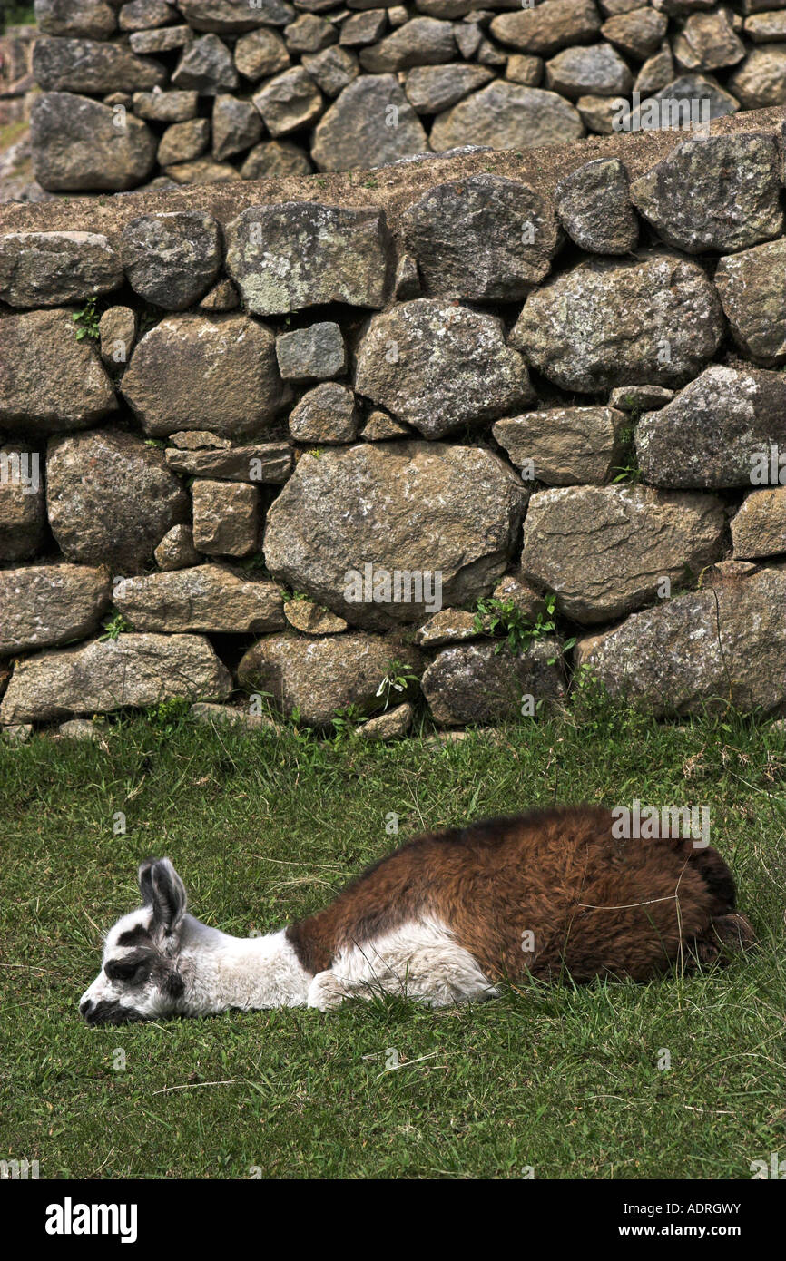[Machu Picchu] llama [Lama glama], tired baby animal lying on grass in ...