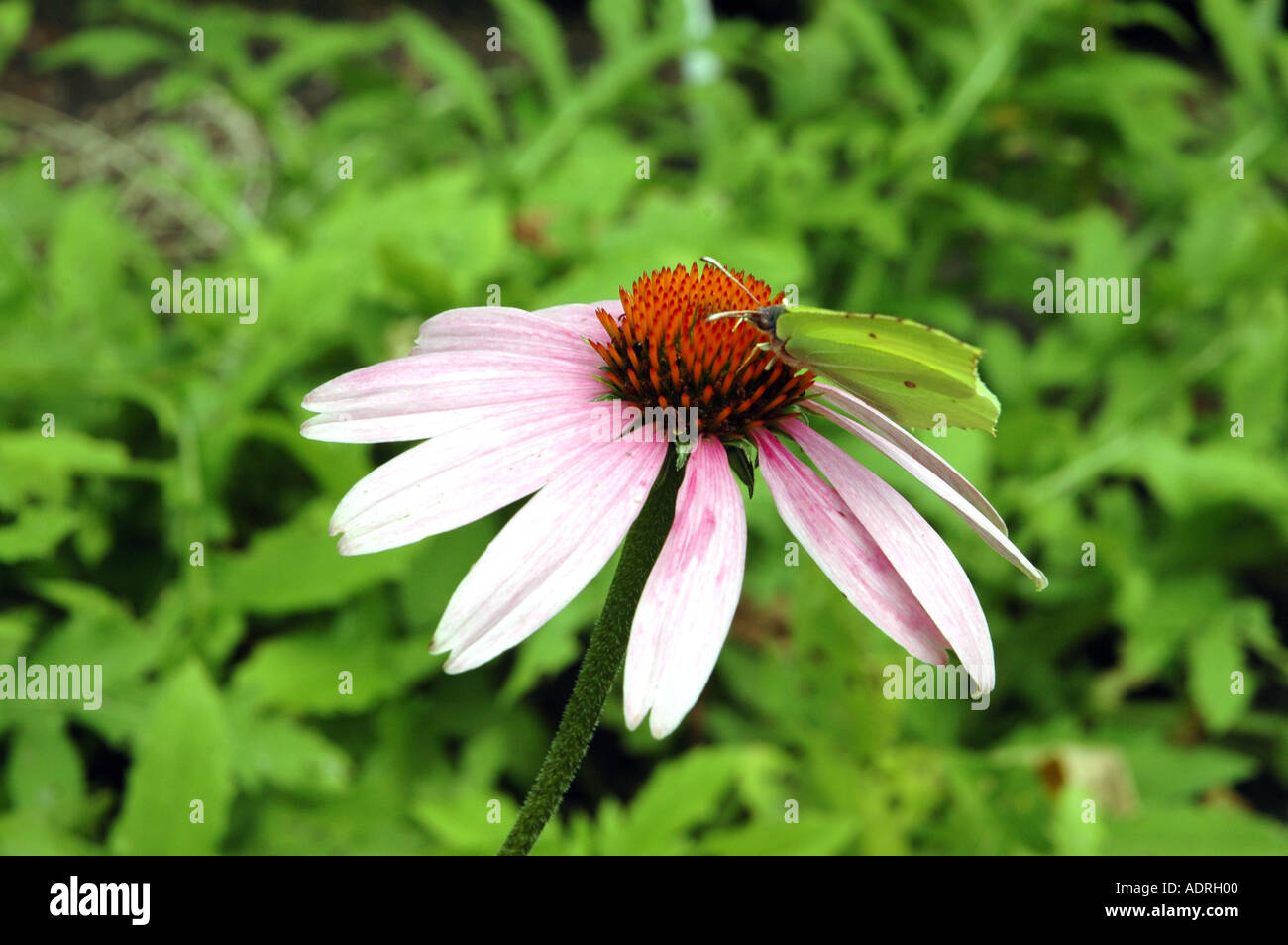 Eastern Purple Coneflower Echinacea purpurea Stock Photo - Alamy
