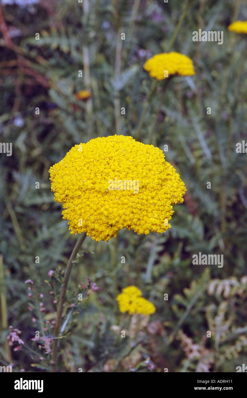 Fernleaf Yarrow Achillea filipendulina also called Cloth of Gold Stock ...