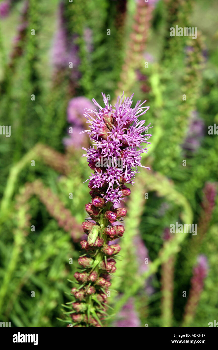 Blazing Star Liatris spicata Stock Photo - Alamy