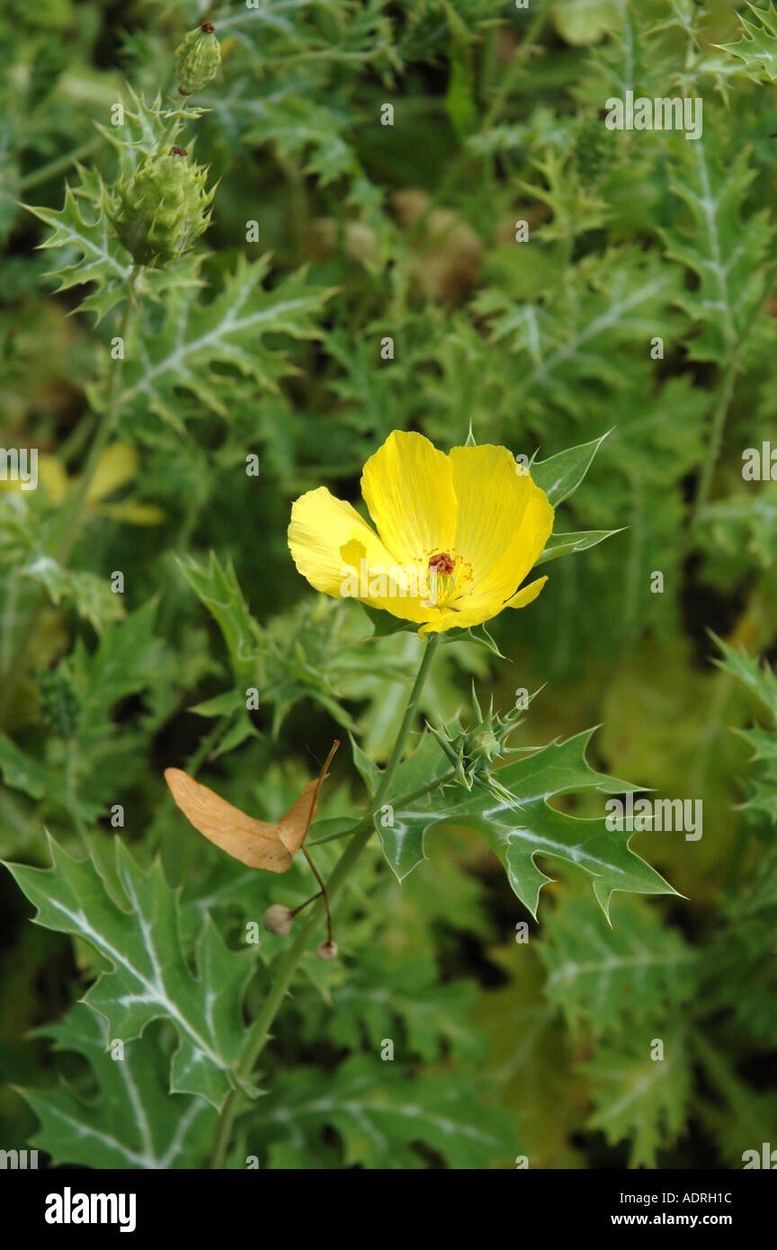 Mexican Poppy Argemone mexicana synonym Papaver spinosum also called ...