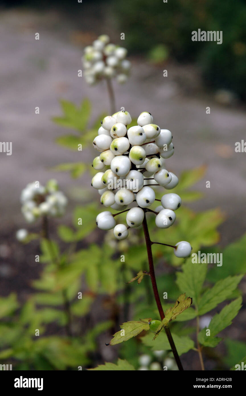 White Baneberry Actaea pachypoda Elliot Stock Photo - Alamy