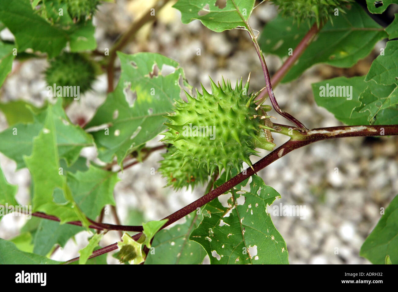 Loco weed hi-res stock photography and images - Alamy