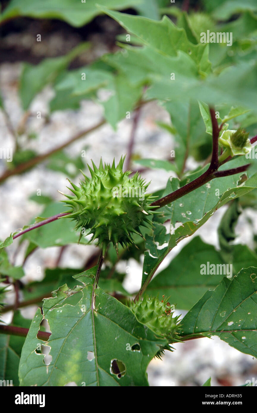 Thorn apple Datura stamonium also called Green Dragon or Loco weed ...