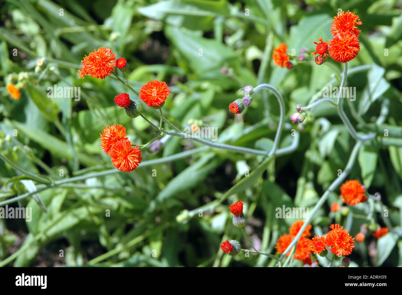 Tassel flower Emilia coccinea also called Scarlet Magic Stock Photo - Alamy