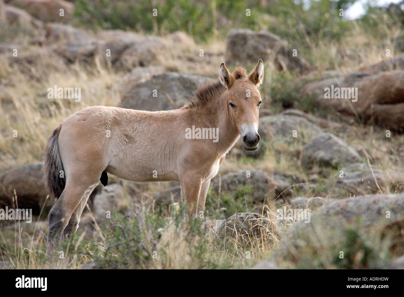 Central asia baby stand hi-res stock photography and images - Alamy