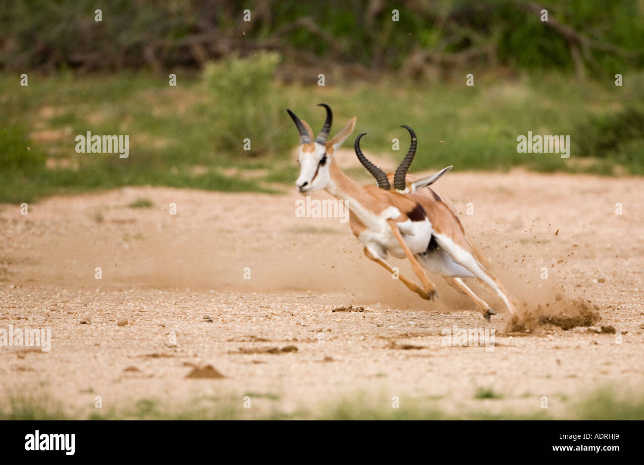 Springbok chase hi-res stock photography and images - Alamy