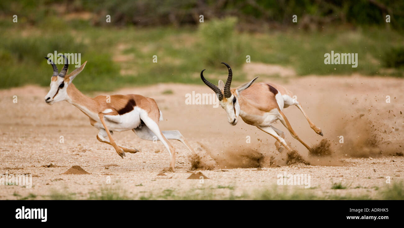Springbok chase hi-res stock photography and images - Alamy
