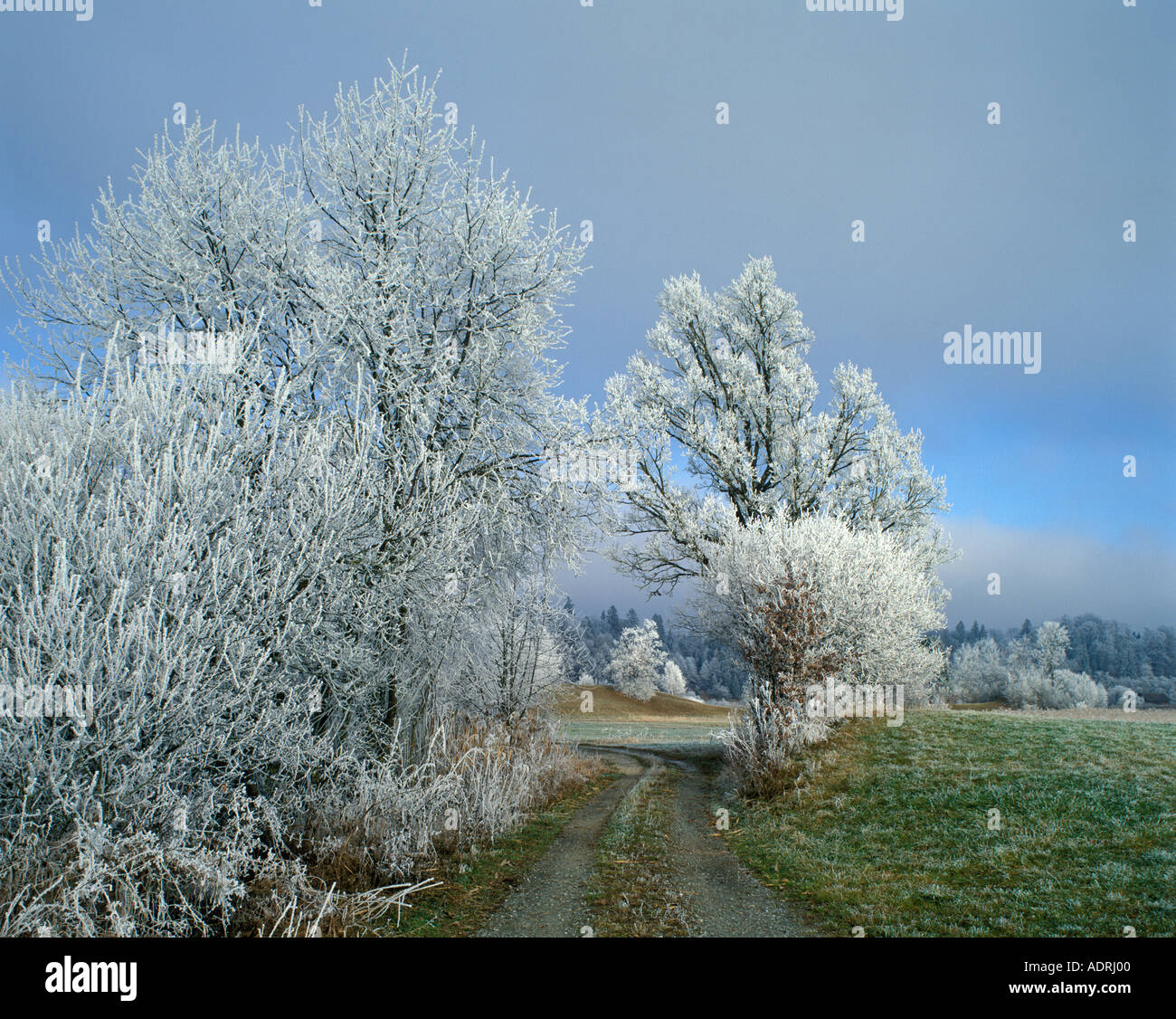 tree bush bushes white frost morning dust Stock Photo - Alamy