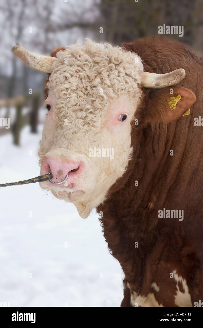 bull breeding bull Stock Photo - Alamy