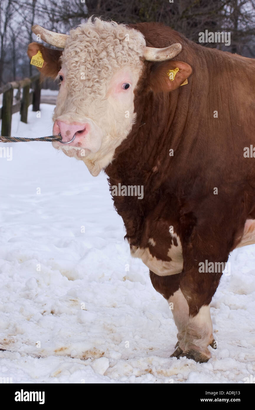 bull breeding bull Stock Photo - Alamy