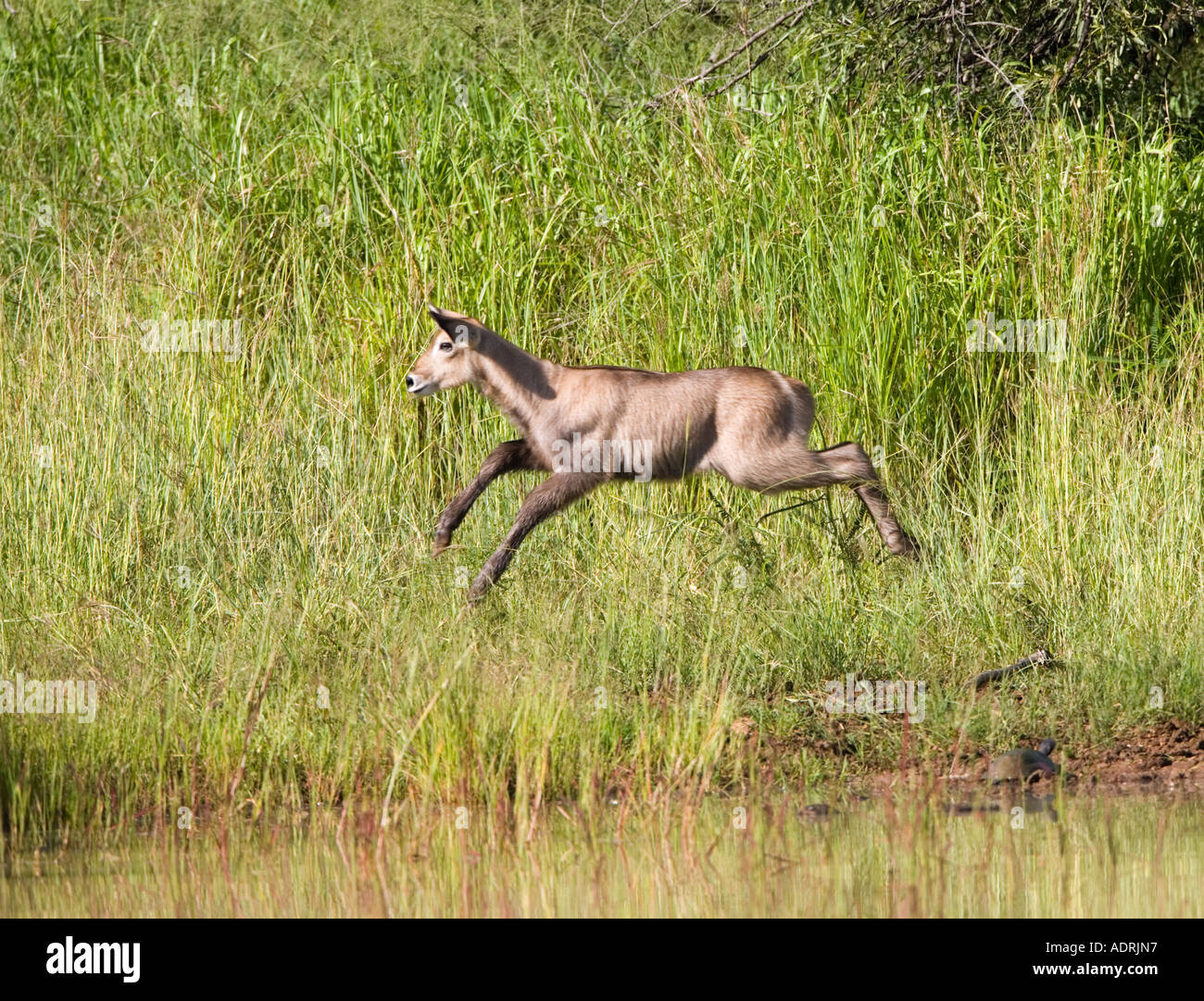 Waterbuck jumping hi-res stock photography and images - Alamy