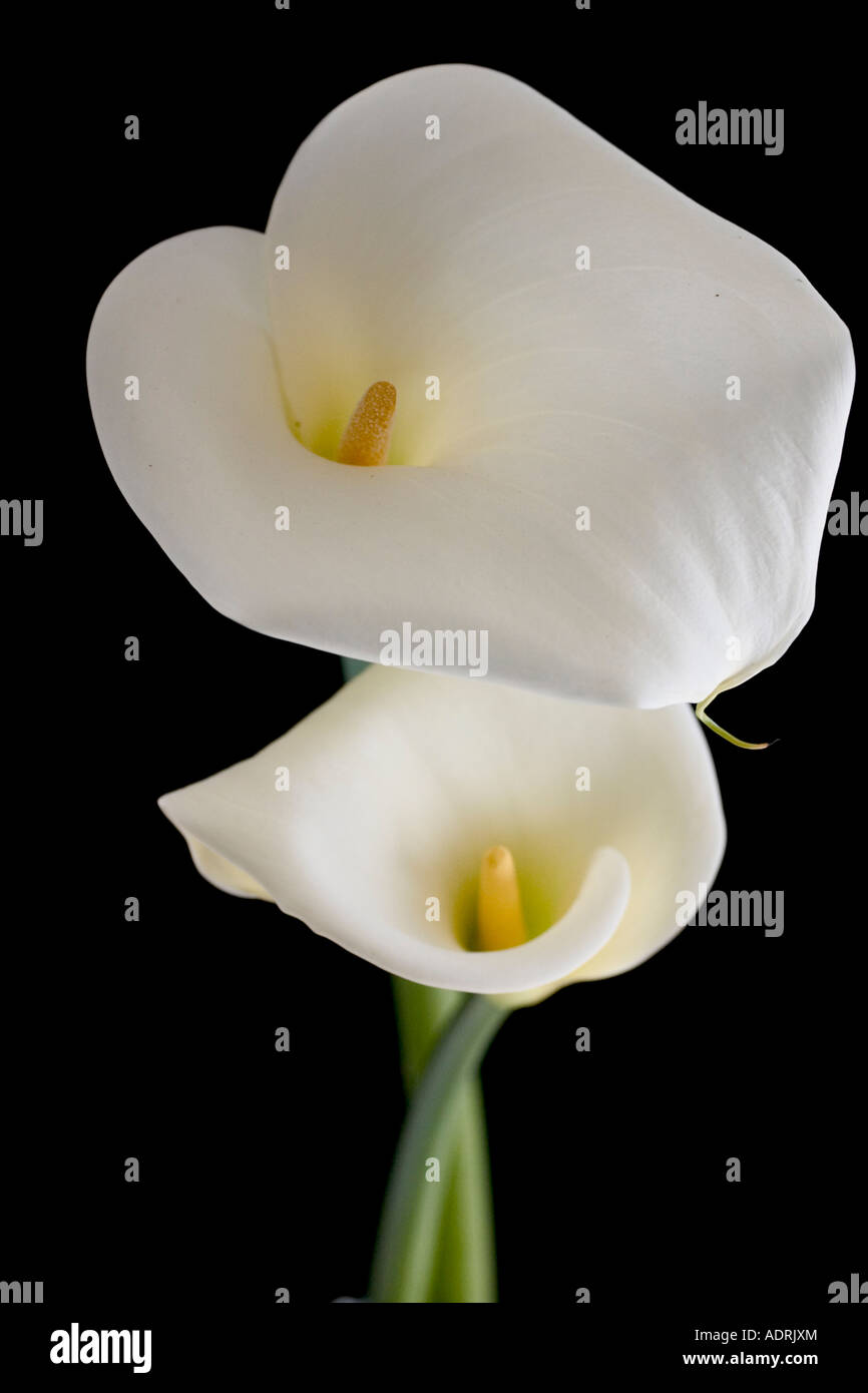 Two calla lillies hi-res stock photography and images - Alamy