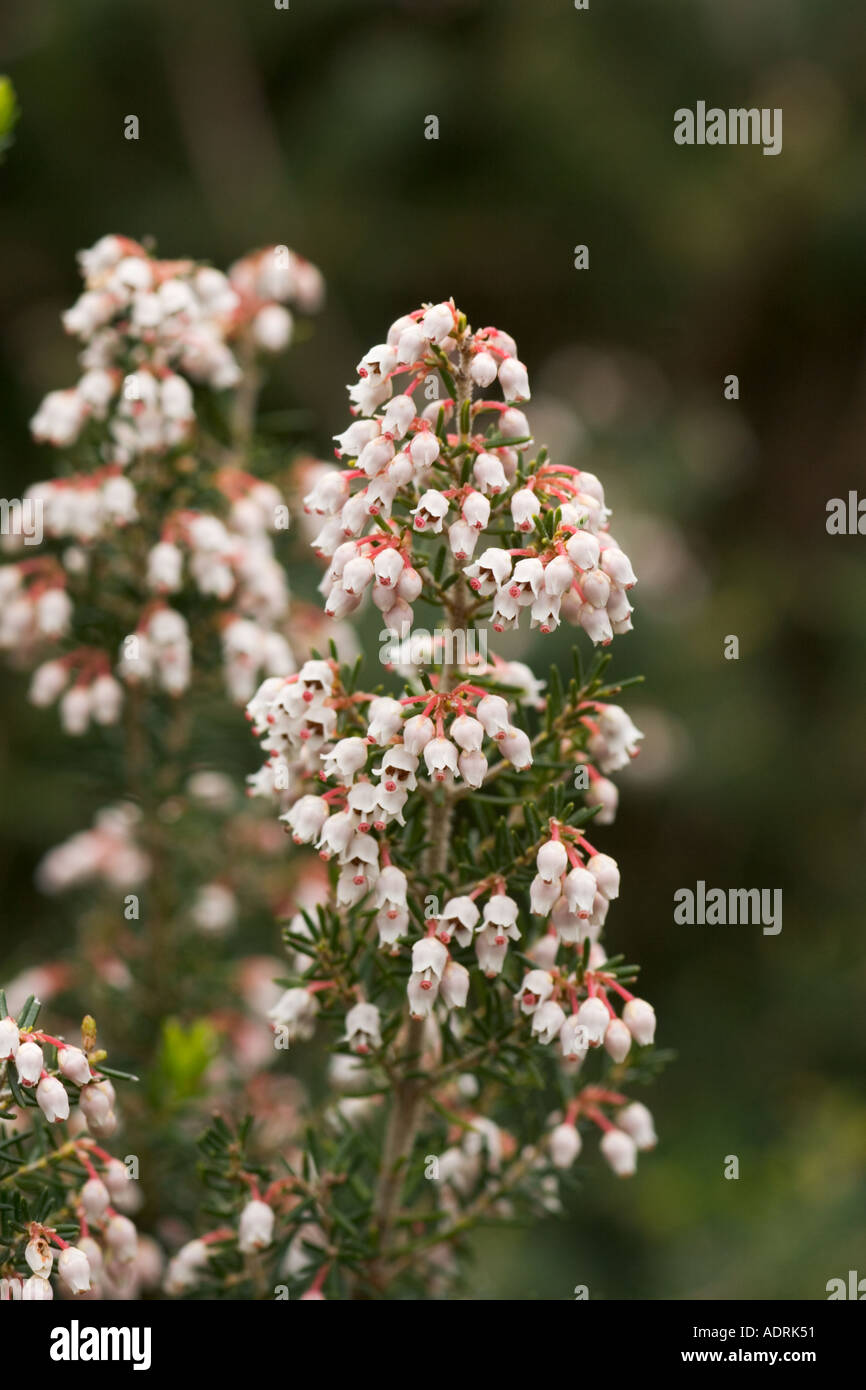 Erica arborea plants hi-res stock photography and images - Alamy