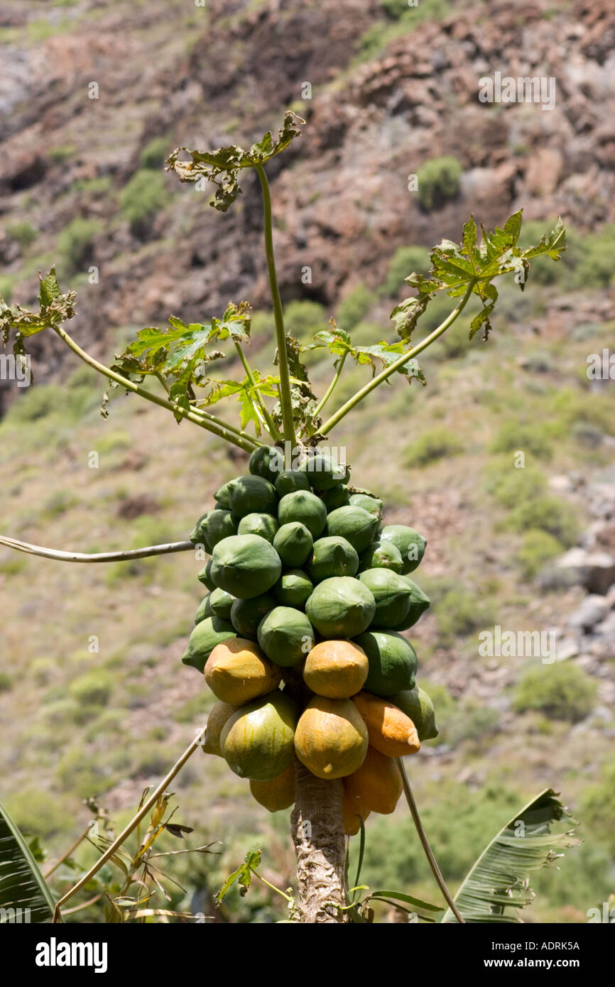 Fruta bomba hi-res stock photography and images - Alamy