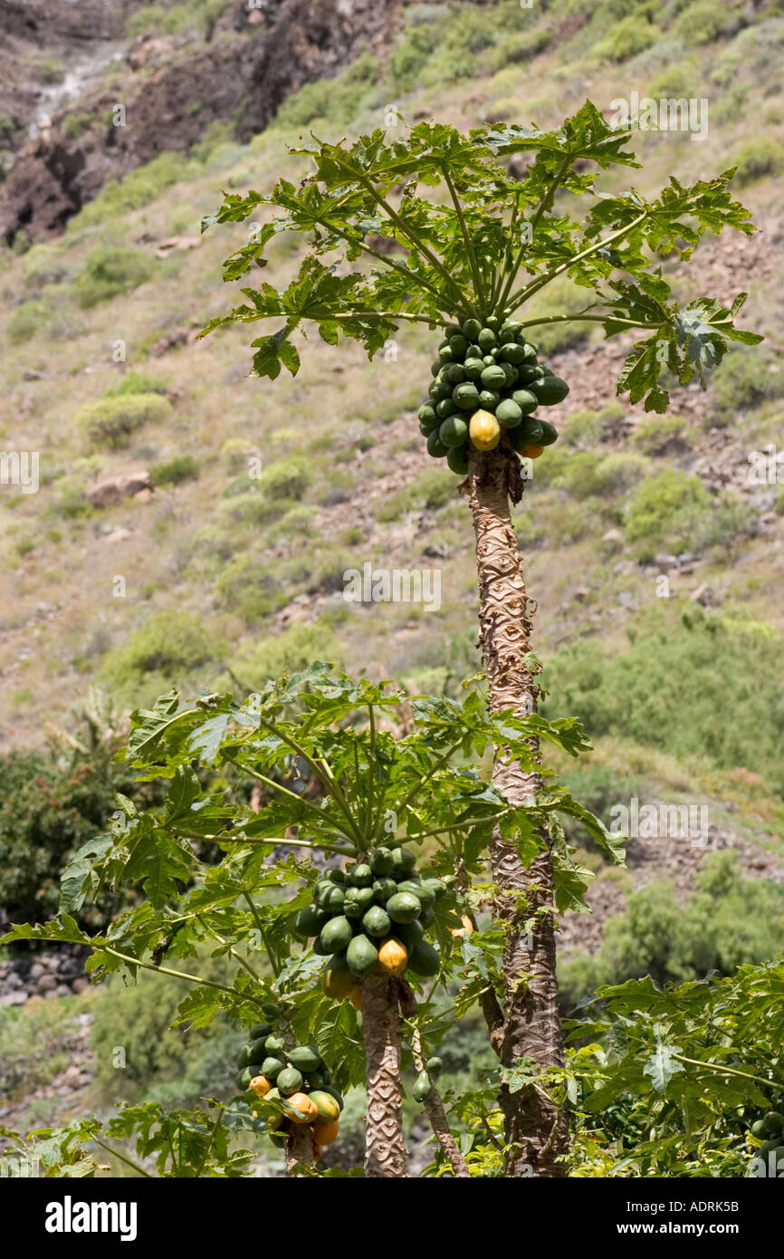 Fruta bomba hi-res stock photography and images - Alamy