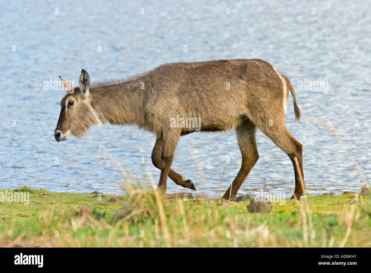 Waterbuck walking hi-res stock photography and images - Alamy