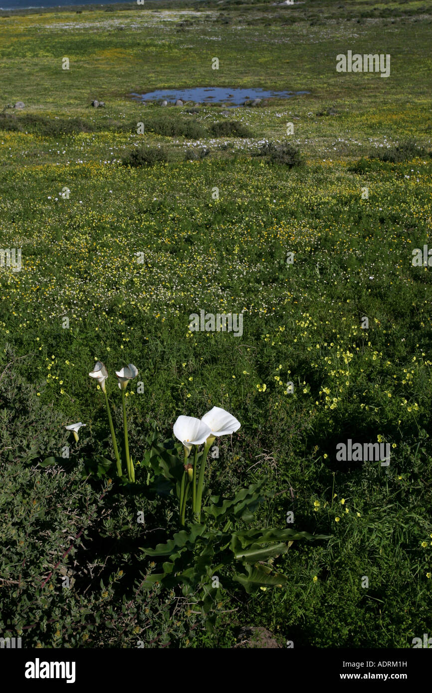 White cape coast lily hi-res stock photography and images - Alamy