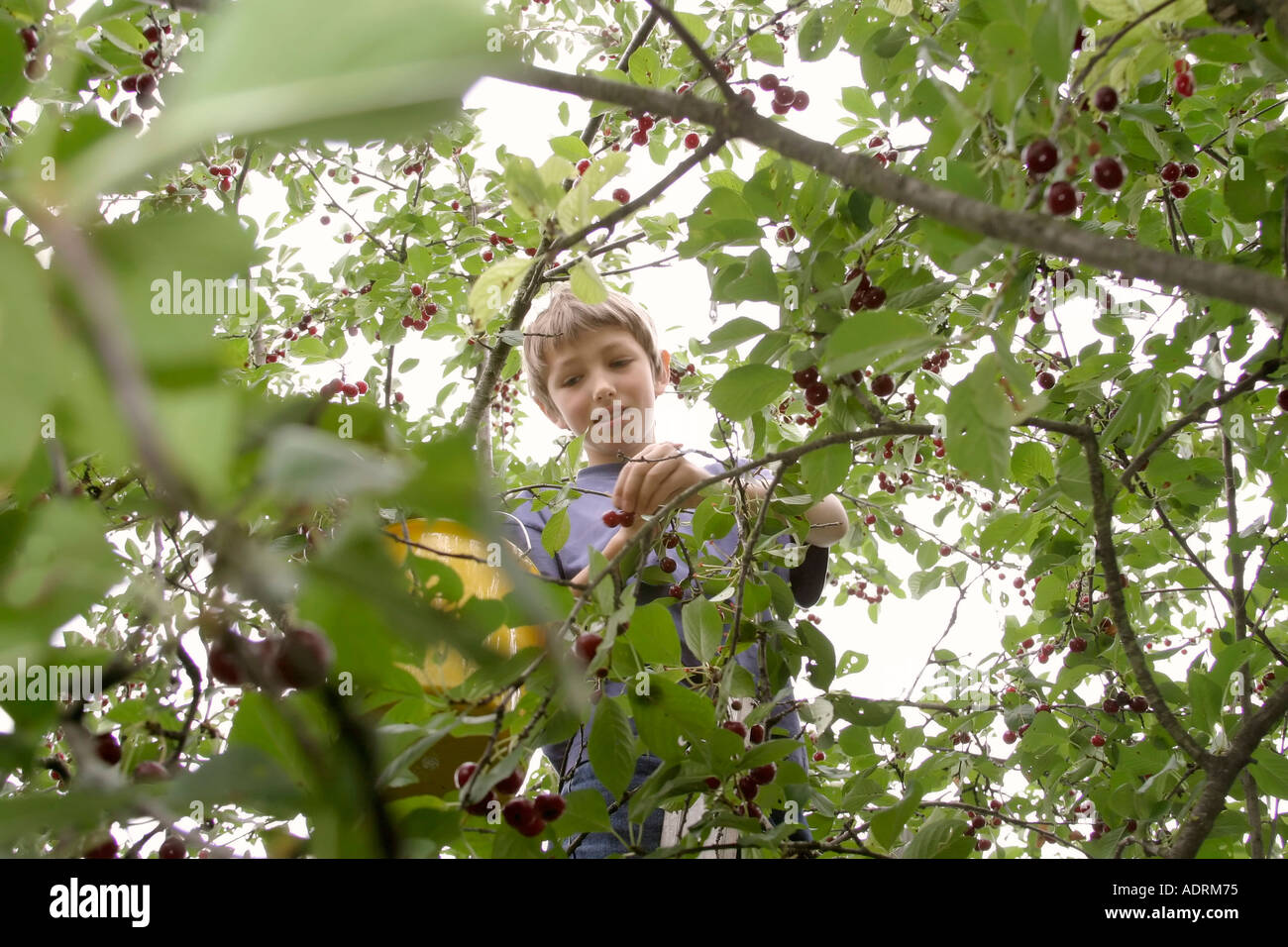 Cherry picking kids hi-res stock photography and images - Alamy