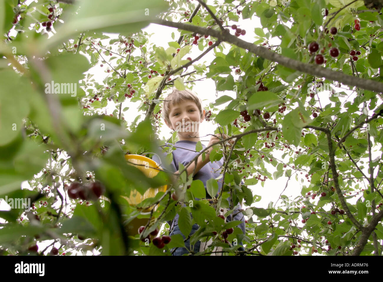Cherry picking kids hi-res stock photography and images - Alamy