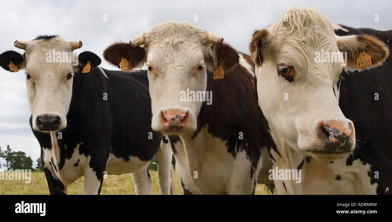 Three cows staring at camera Stock Photo - Alamy
