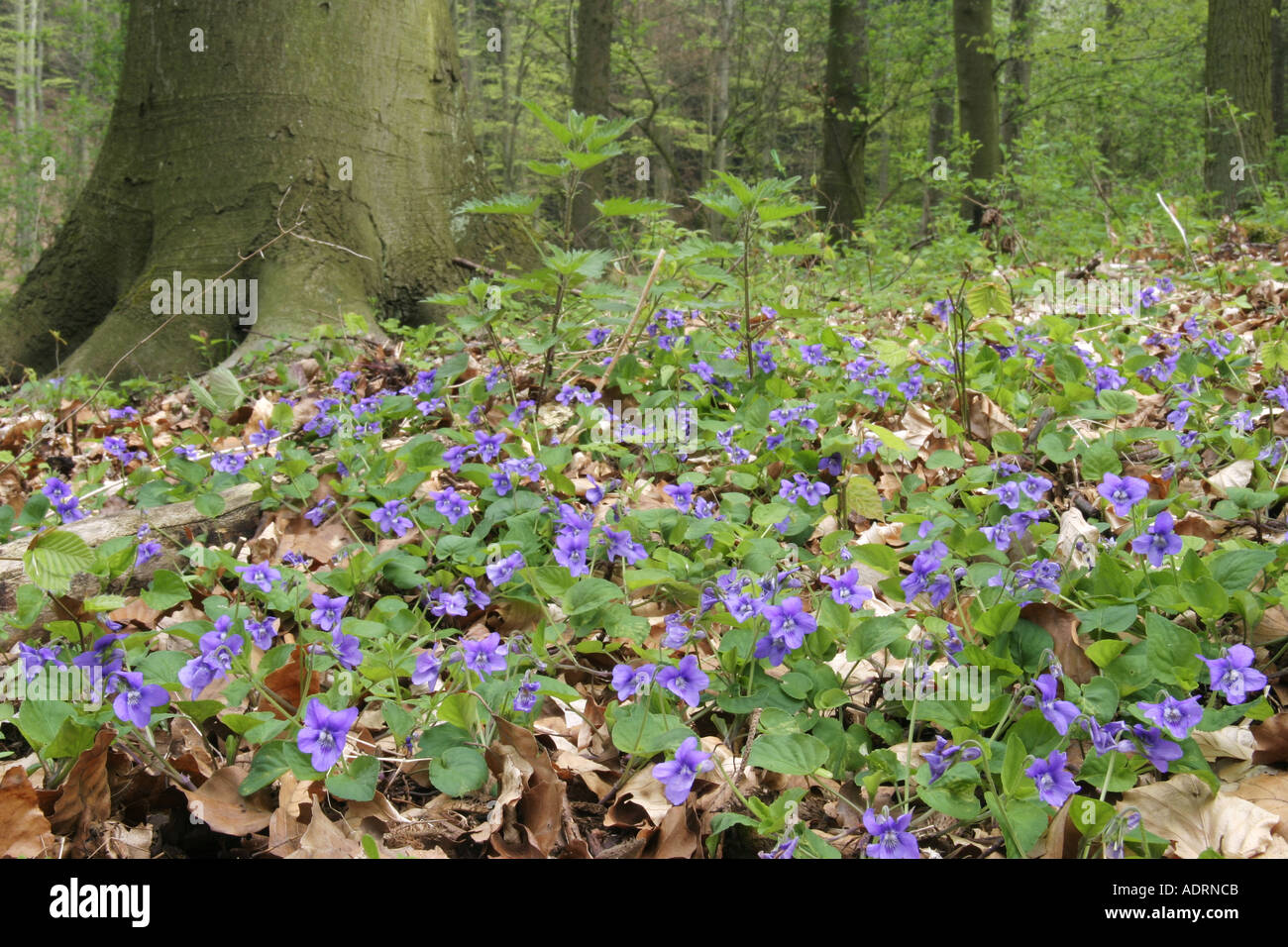 Violet odorata trees hi-res stock photography and images - Alamy