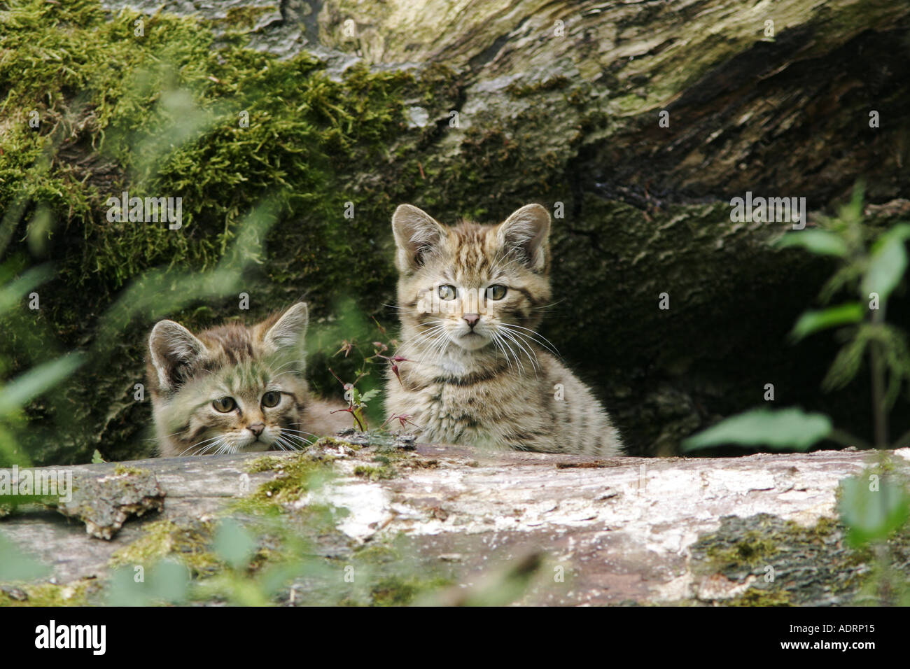 European wildcat baby animals Felis sylvestris are looking behind a ...