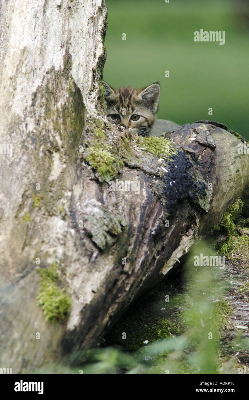 European wildcat baby animals Felis sylvestris is looking behind a ...
