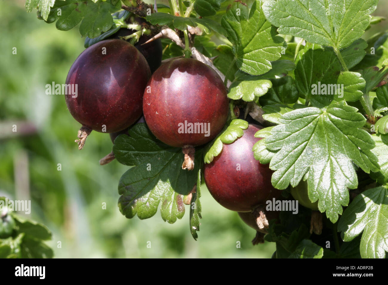 Red gooseberries on the bush Stock Photo - Alamy