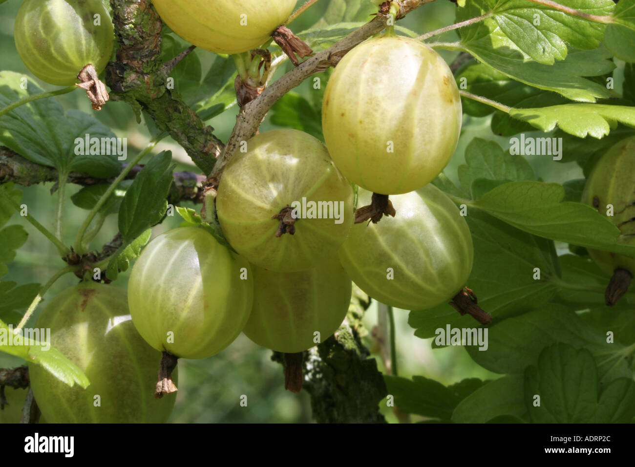 Yellow gooseberries on the bush Stock Photo - Alamy