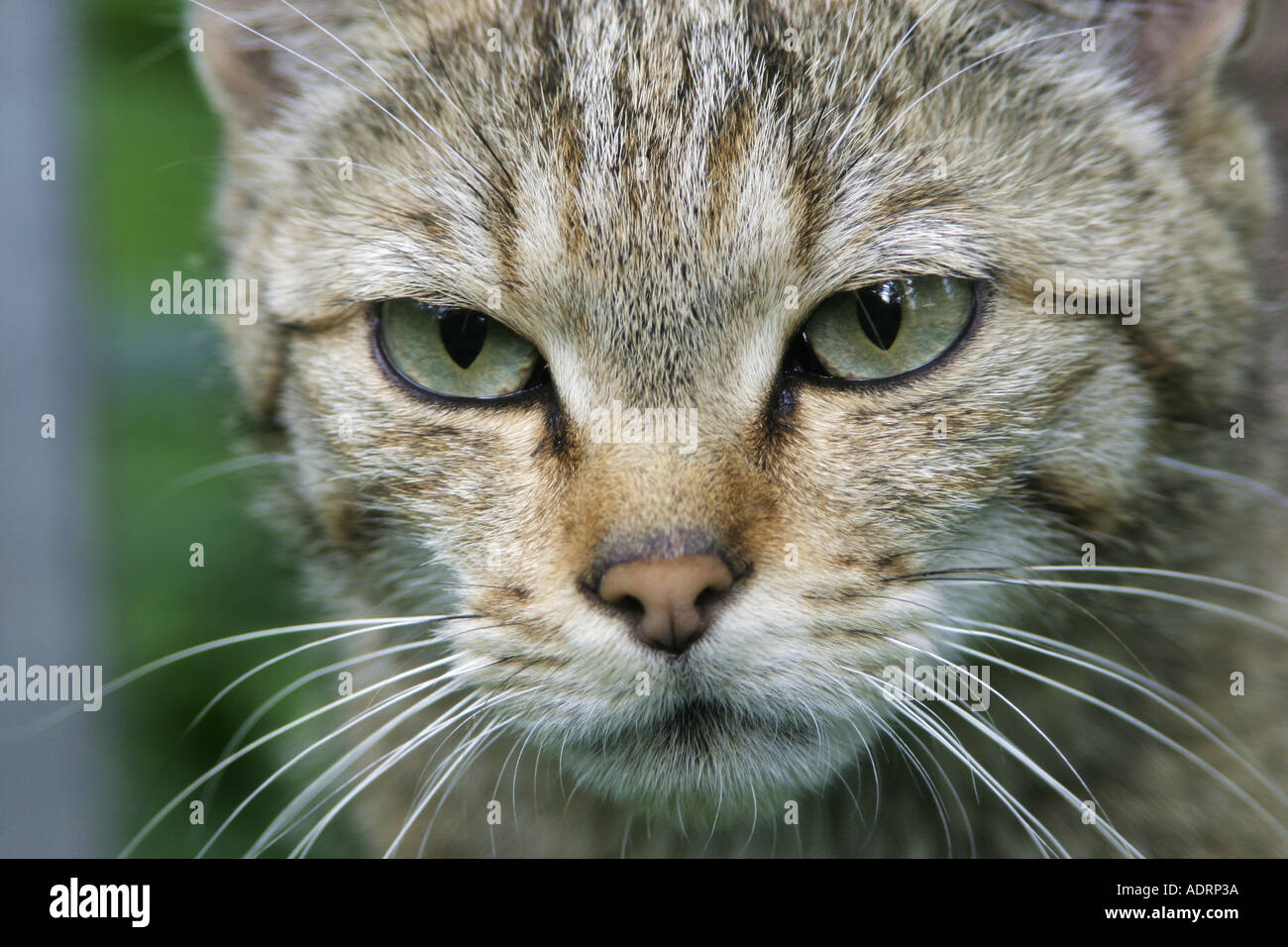 european wildcat Felis sylvestris captive Stock Photo - Alamy
