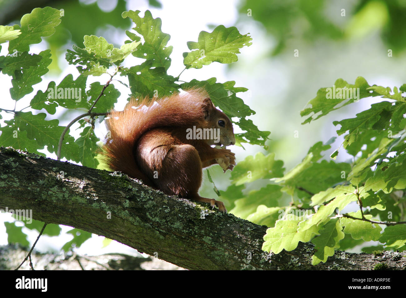 European Squirrel Sciurus vulgaris is sitting on a oak tree Stock Photo ...