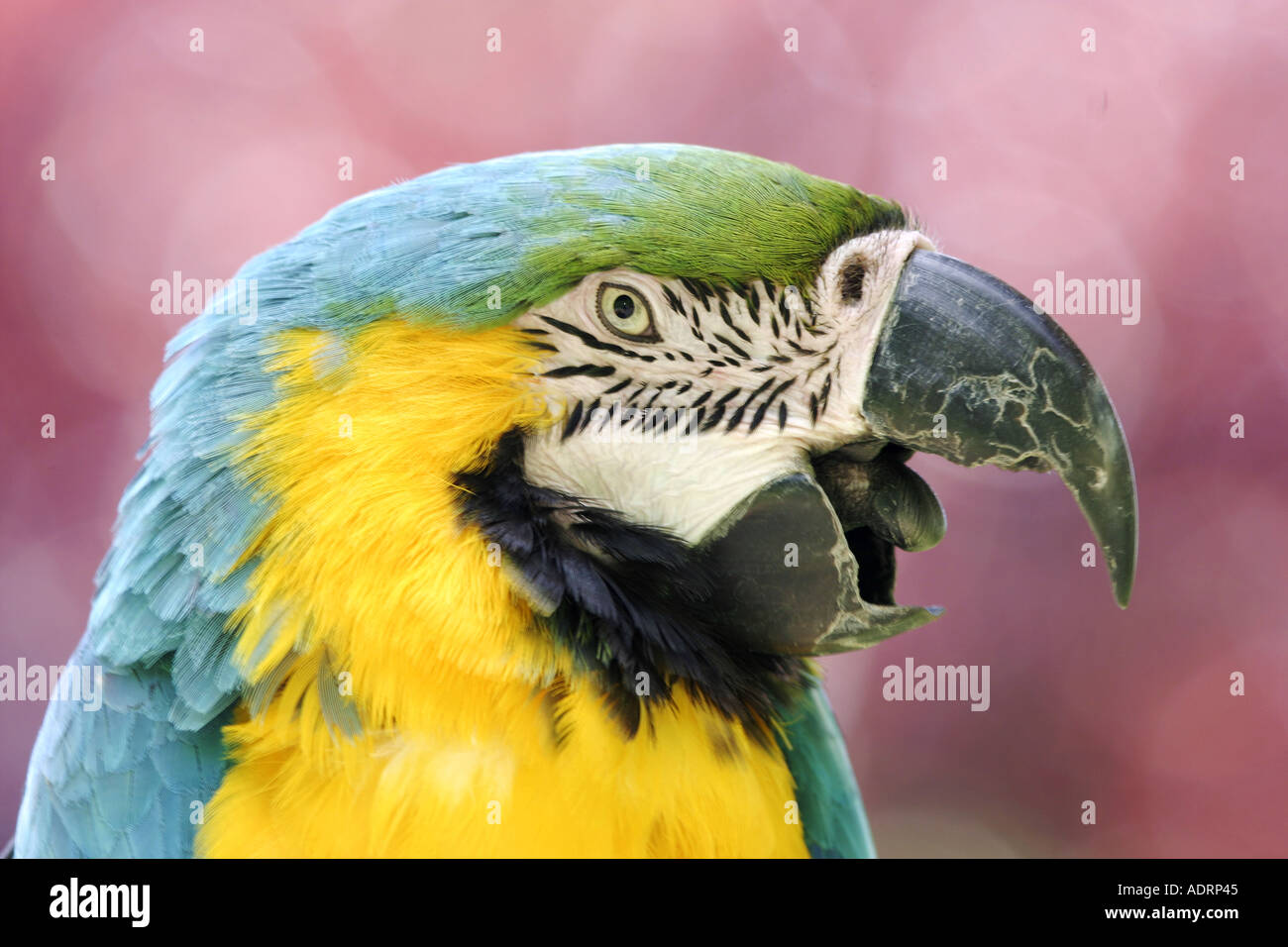 Portrait of a parrot with open bill Stock Photo - Alamy