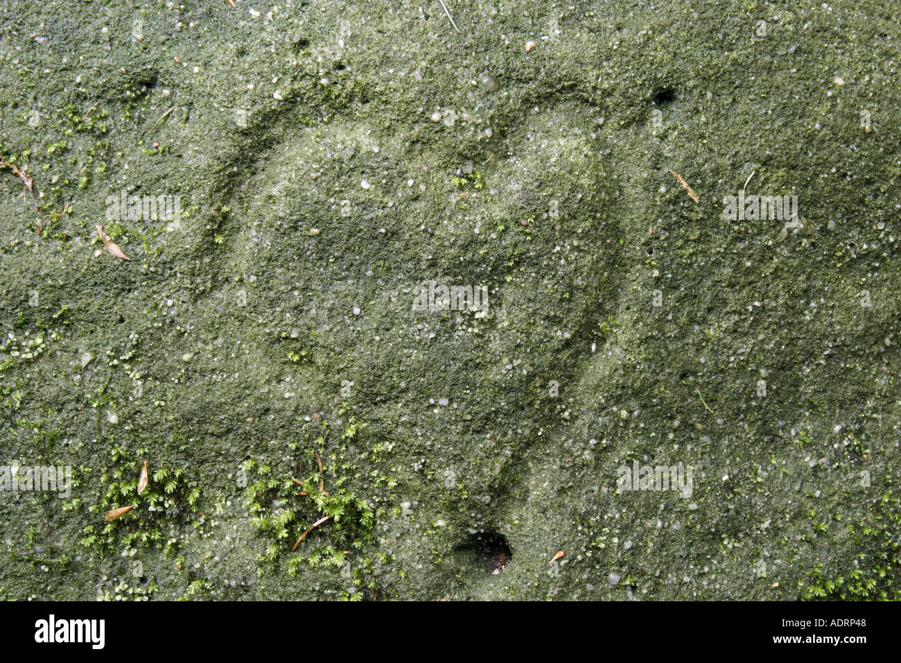 Scratched in stone hi-res stock photography and images - Alamy