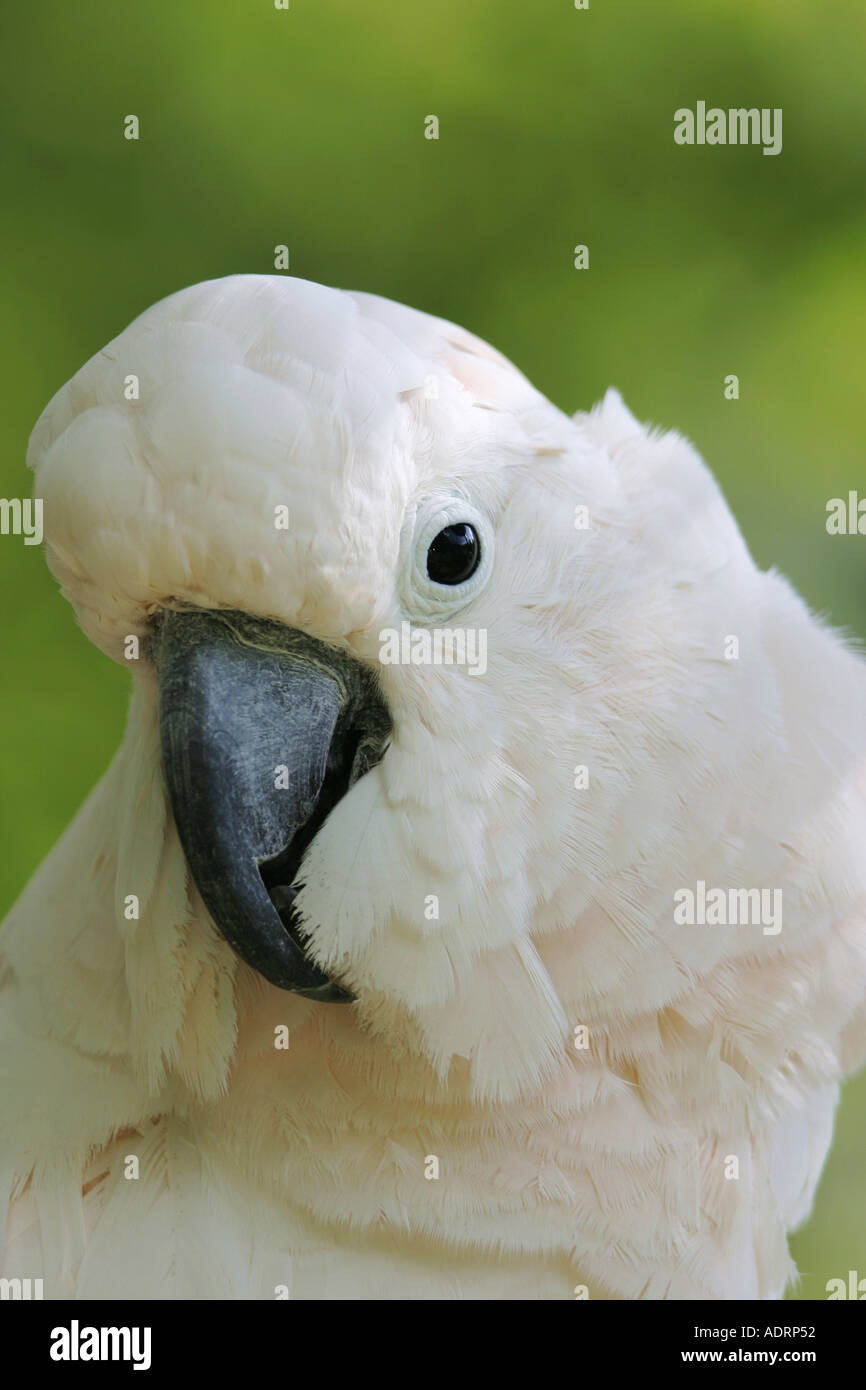 The eye a cockatoo hi-res stock photography and images - Alamy