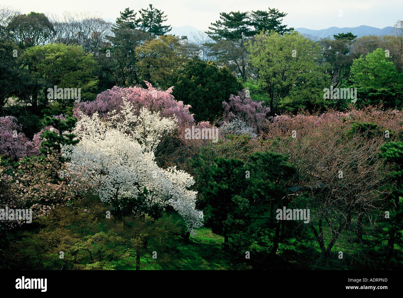 Cherry Blossom Nijo Castle Kyoto Japan Stock Photo - Alamy