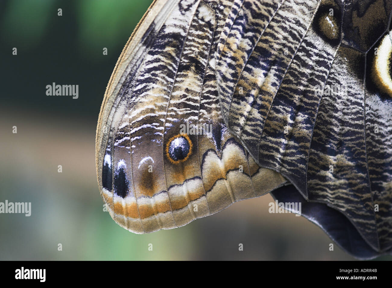 The Owl Butterfly Calogo eurilochus from S E America Stock Photo - Alamy