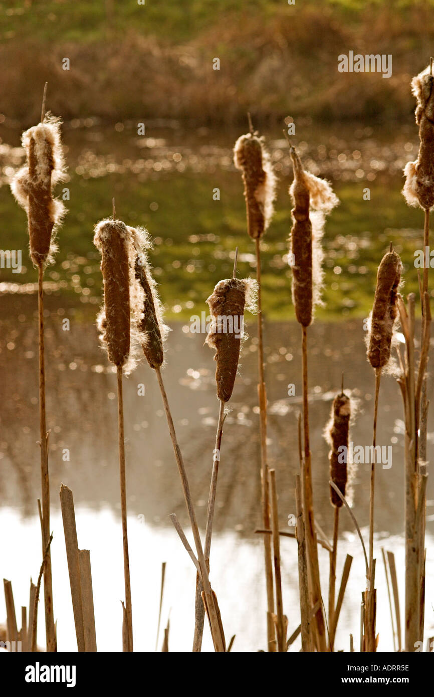 Bullrushes with the lake as a backdrop Stock Photo - Alamy