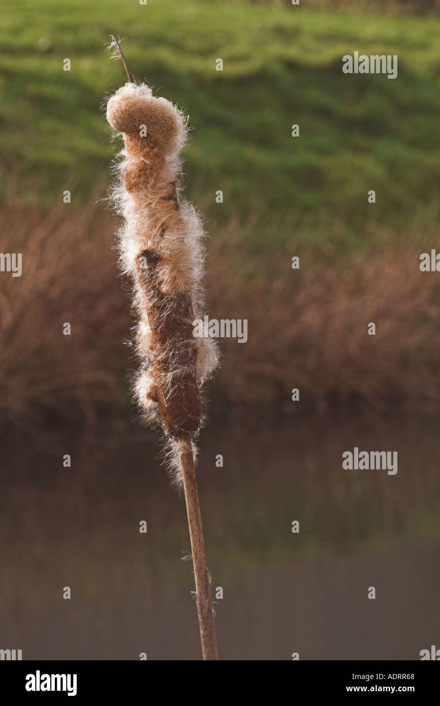 Bullrush hi-res stock photography and images - Alamy